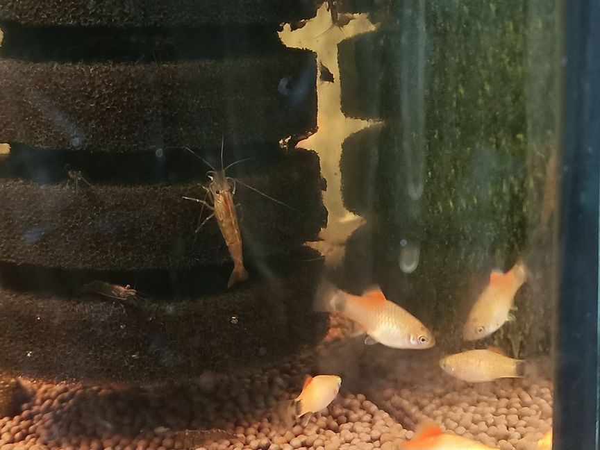 Пецилия мальборо микки маус, креветки серые