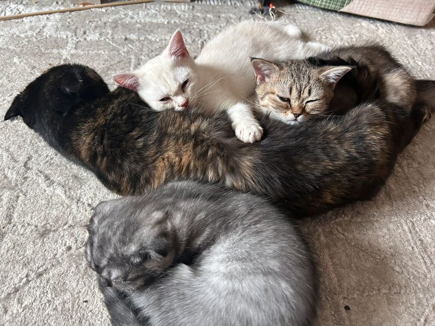 Шотландские вислоухие котята