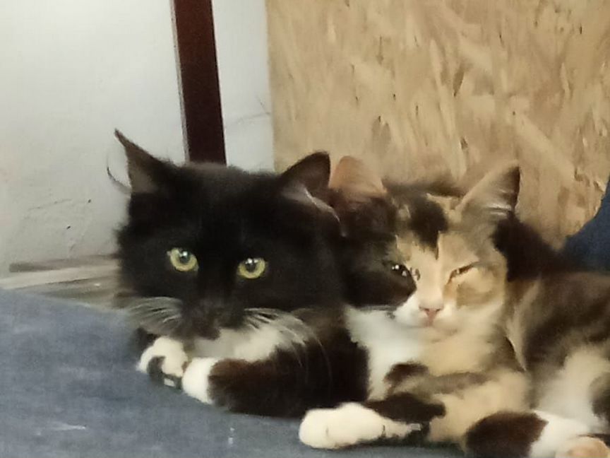 Котята на опасном производстве