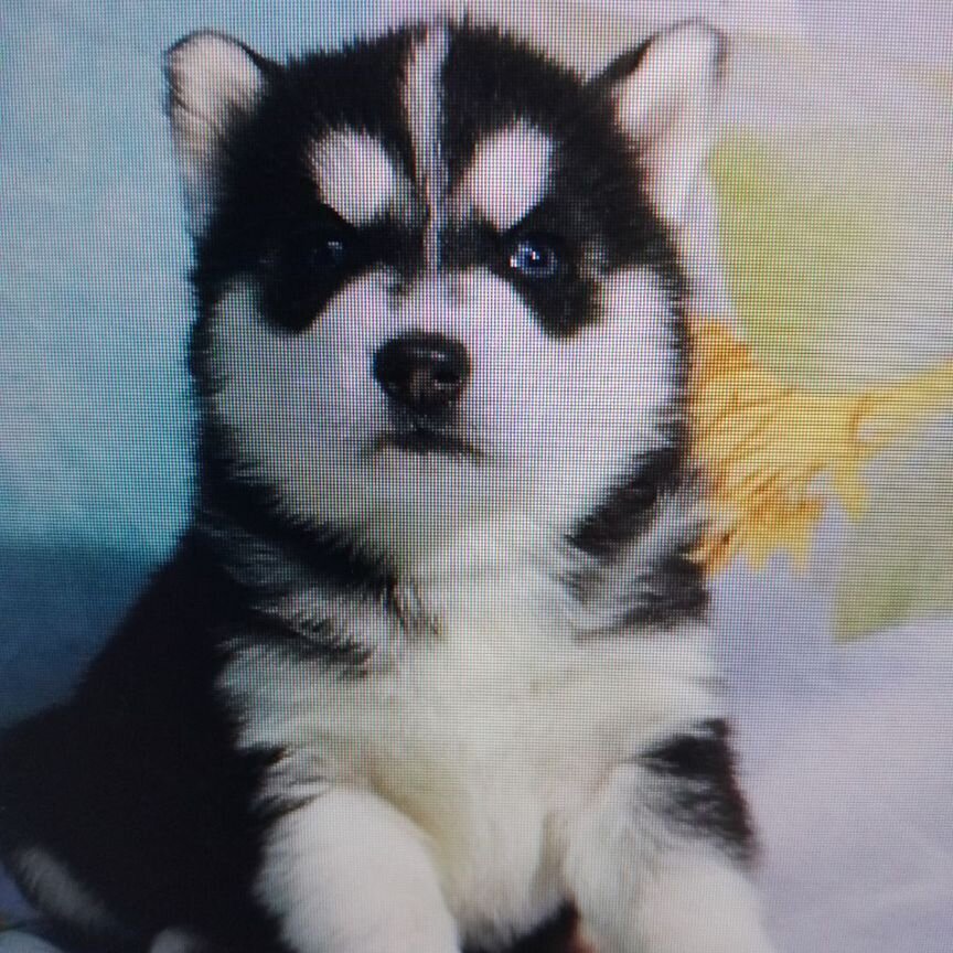 Разные оттенки Хаски щенки с документами