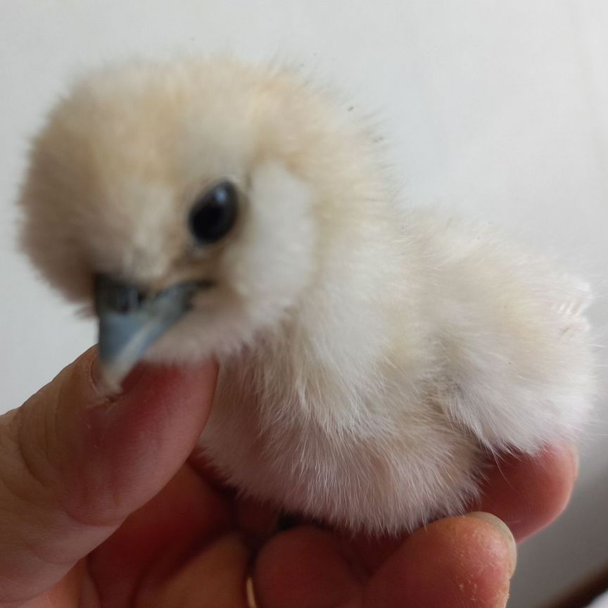 Китайские шелковые цыплята