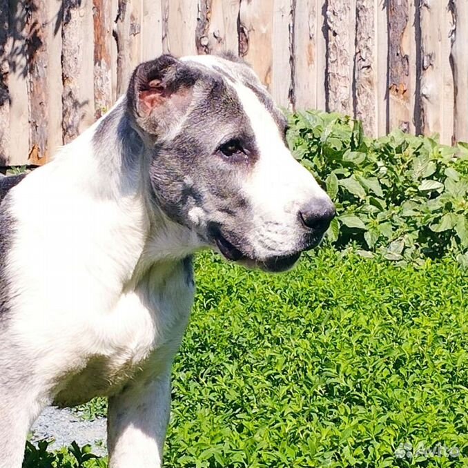 Породный кобель сао