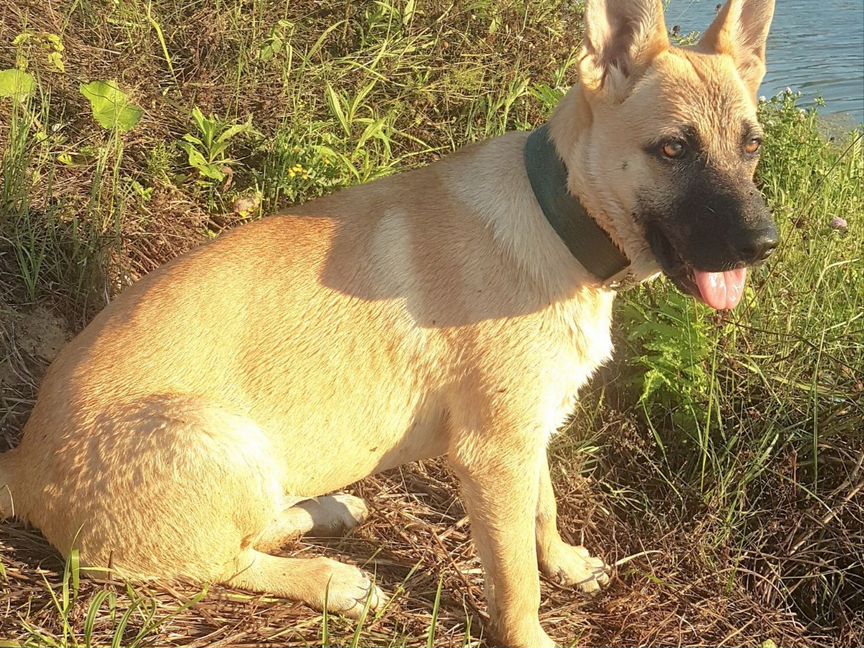 Щенки бельгийской овчарки малинуа