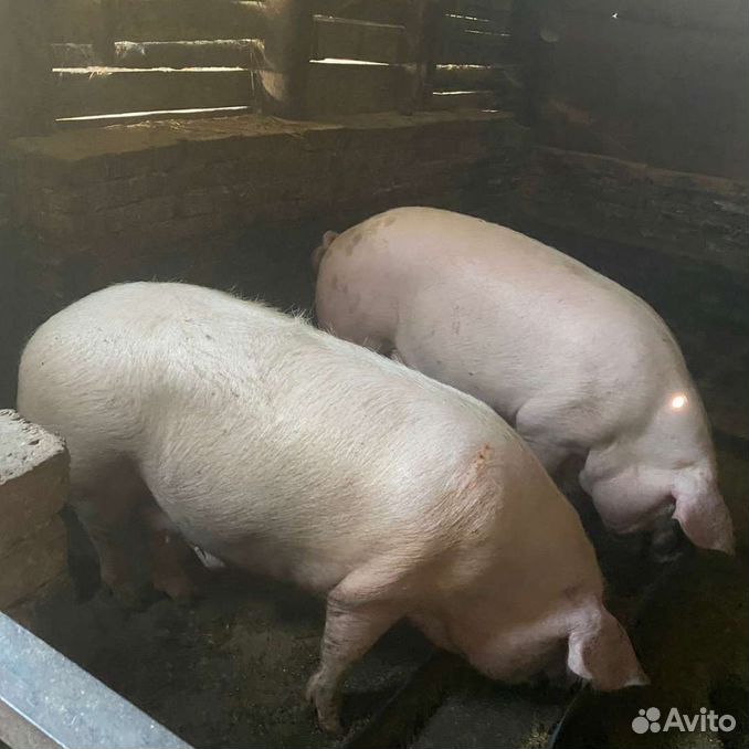 Свиньи на мясо. Продам2 кобанчика см+ландрас+дюрок