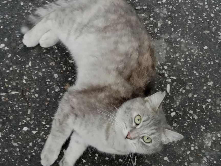 Мегаласковая кошка