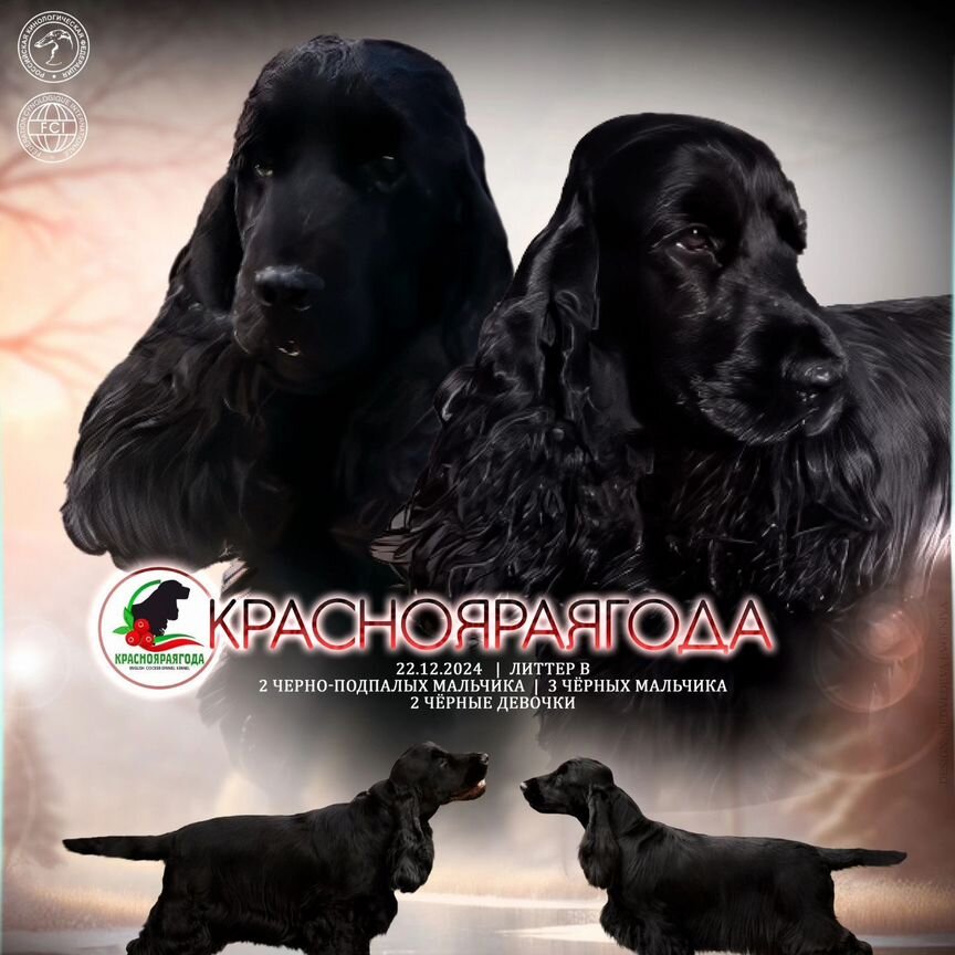 Щенки Английский кокер спаниель