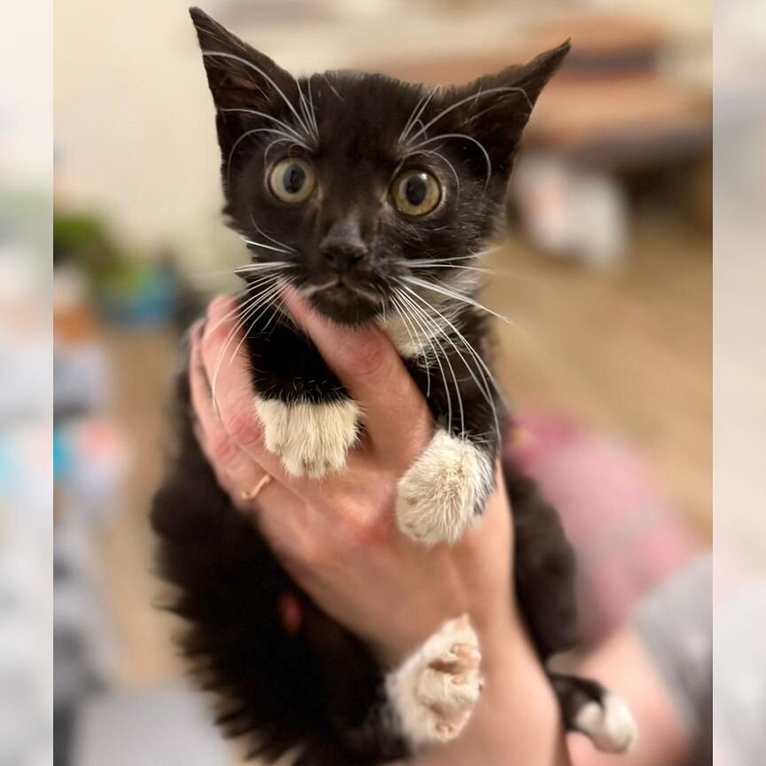 Котёнок в добрые руки