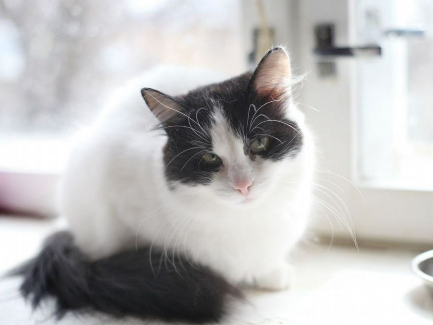 Кошки из приюта: красавица Бетти