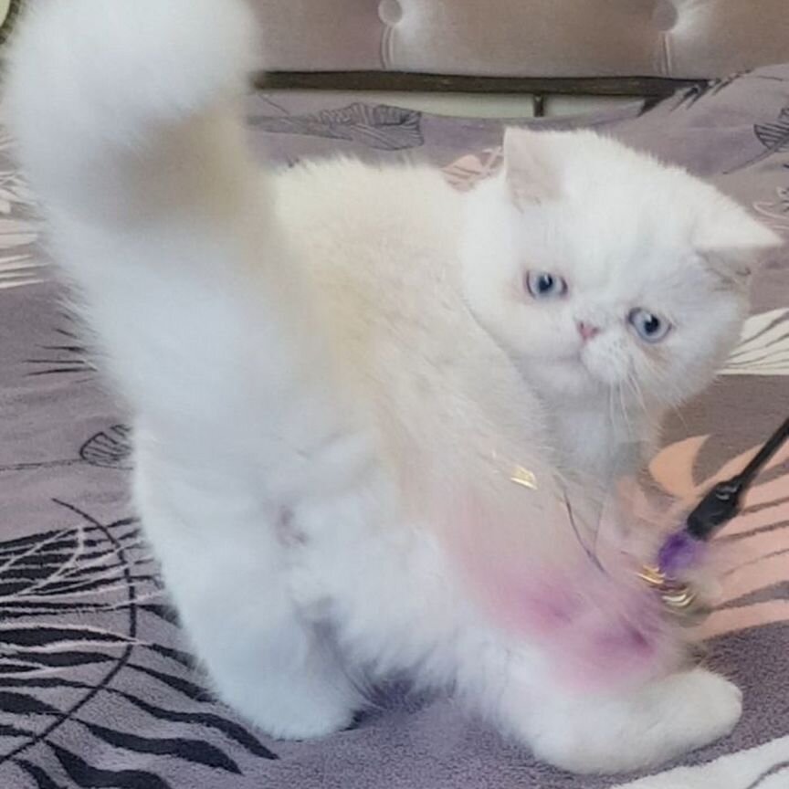 Экзотические котята