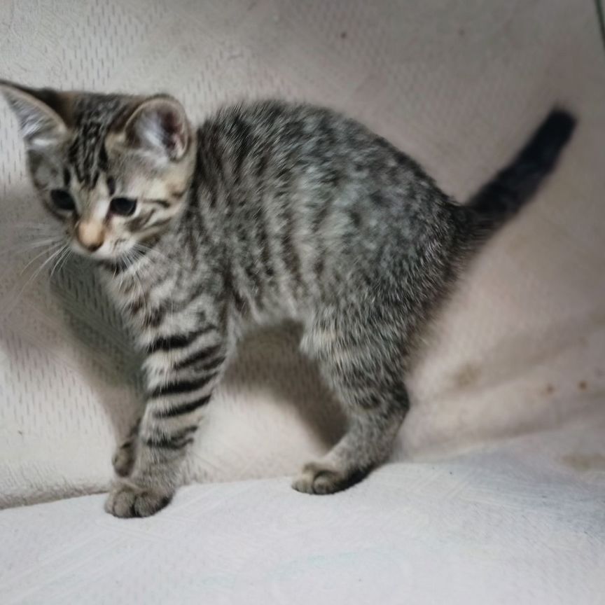 Котенок девочка