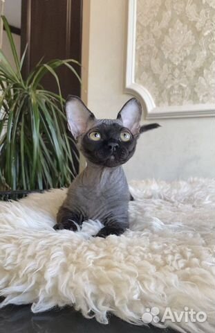 Черный мальчик Девон Рекс