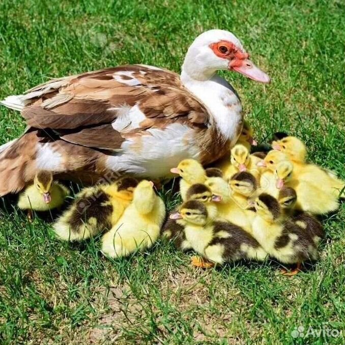 Индоутята с мамой наседкой