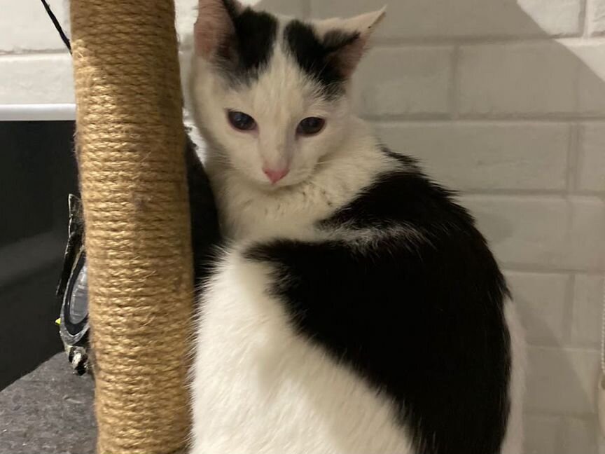 Котенок мурлыкин