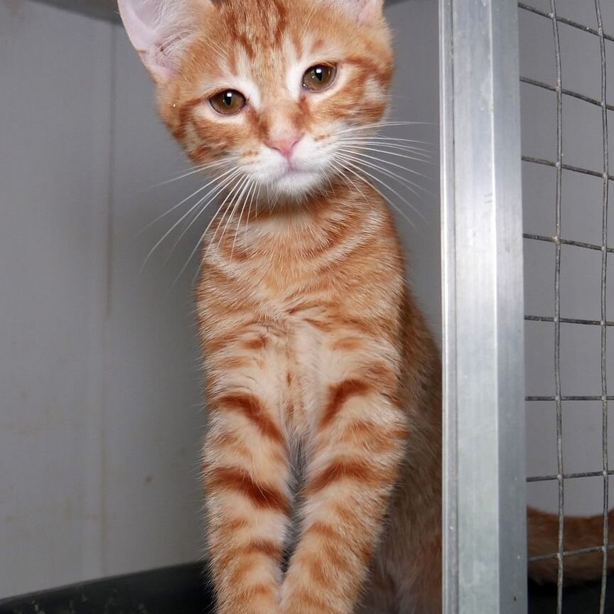 Ласковый малыш Маис в добрые руки