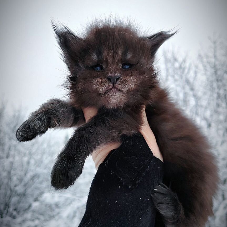 Мейн-кун котик черный дым