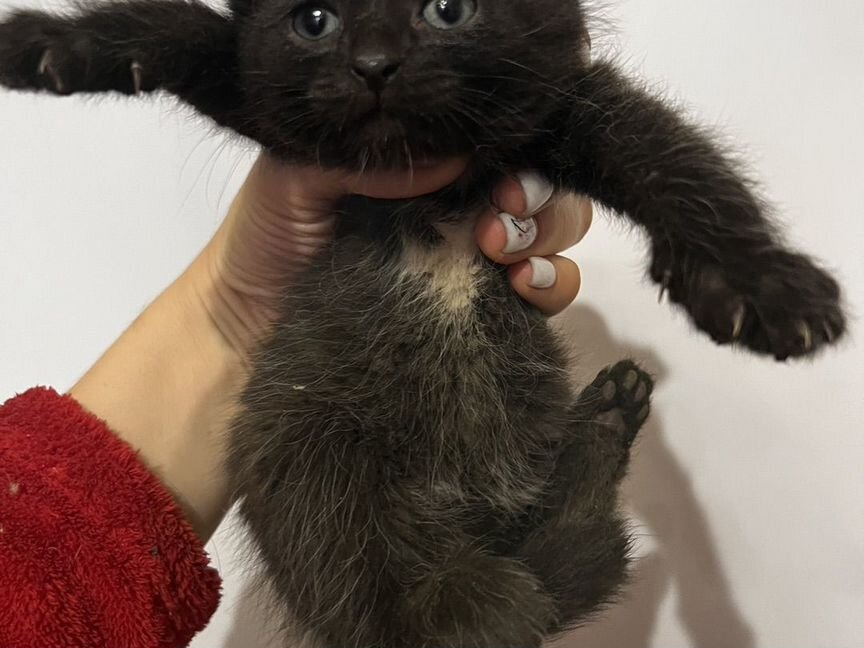 Кошка черная мрамор