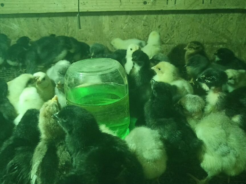 Цыплята несушки подрощенные