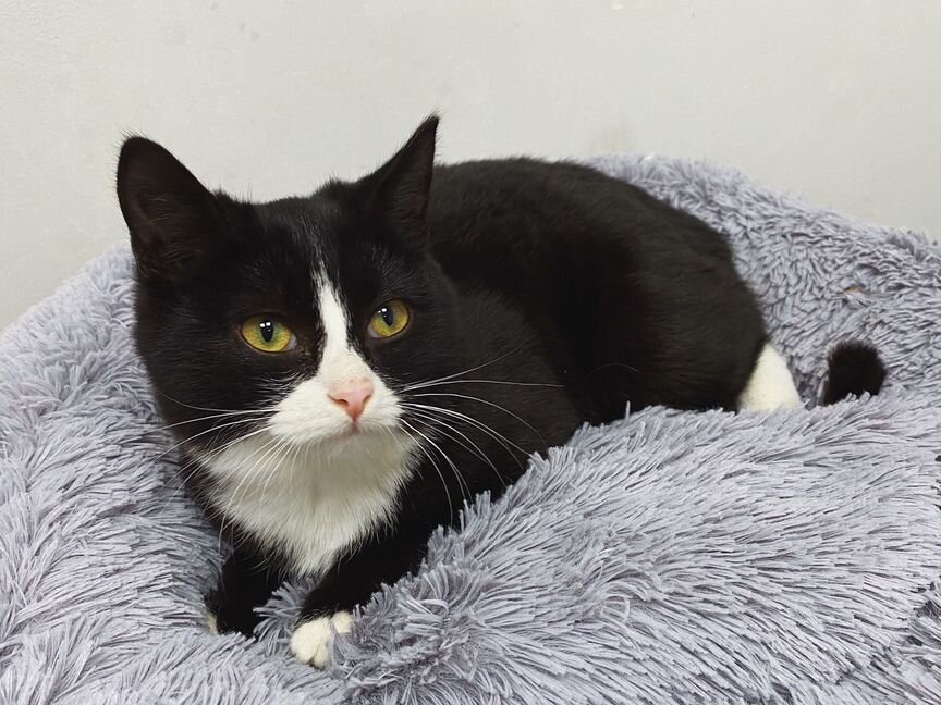 Котенок Черничка