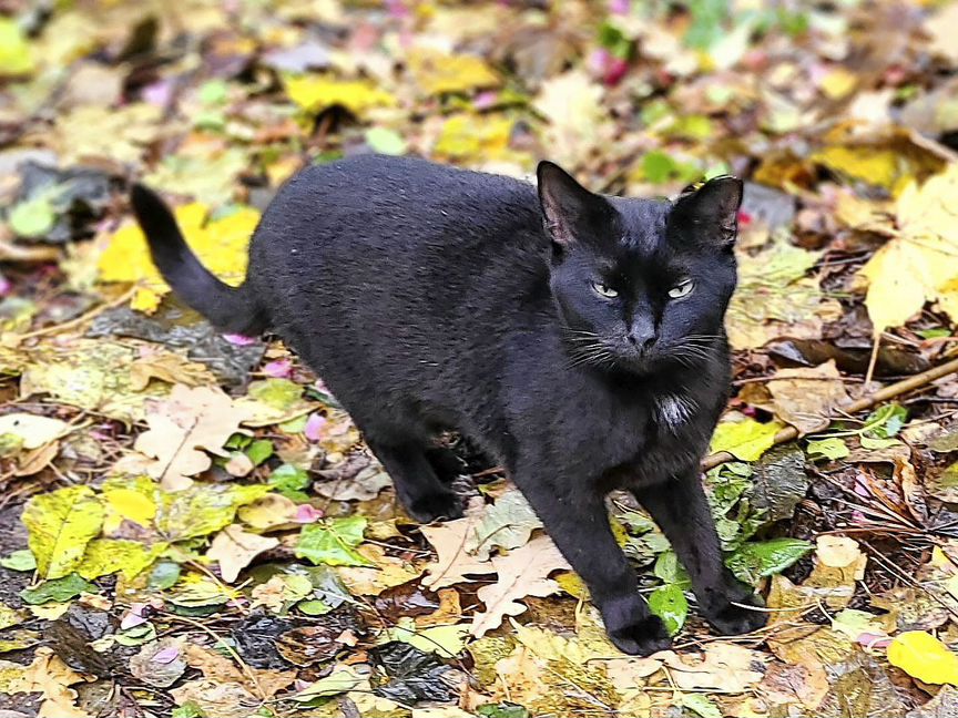 Котята в добрые руки бесплатно