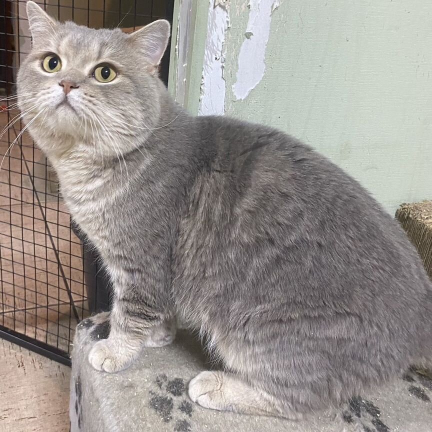 Котик мягкий животик. В добрые руки