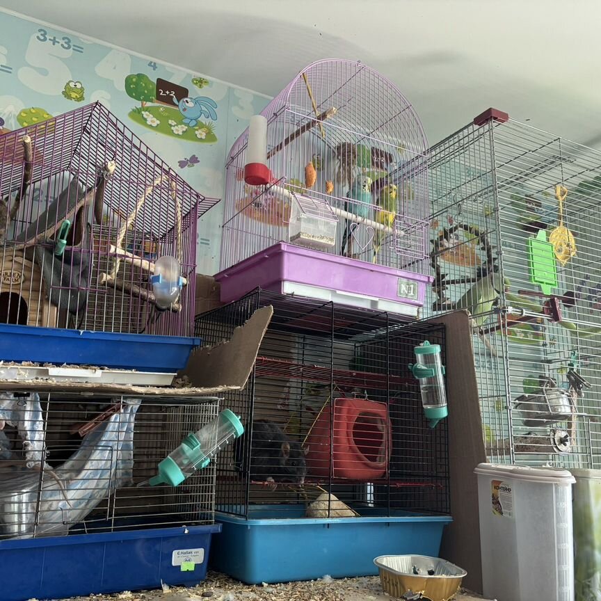 Попугай два