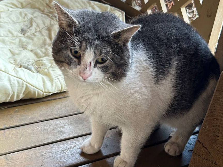 Кот Малыш Халк