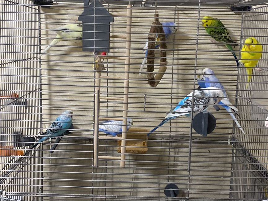 Волнистые попугаи