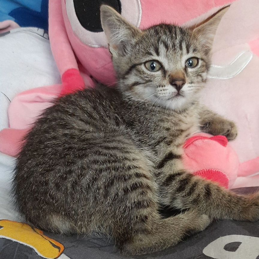 Котёнок девочка в добрые руки