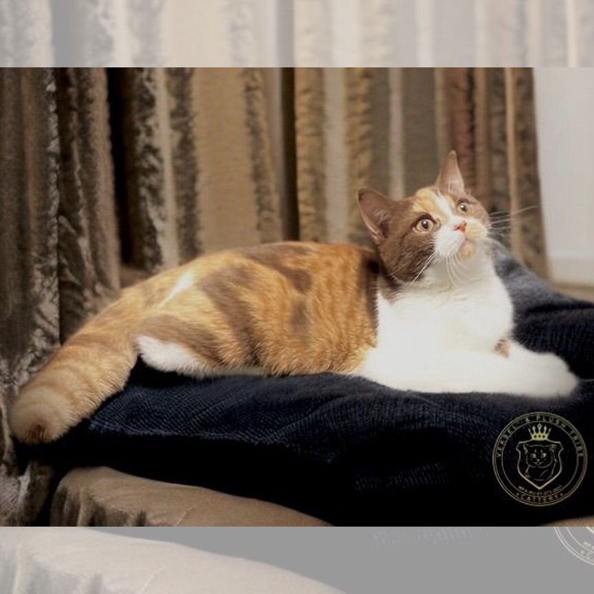 Британский короткошёрстный котёнок