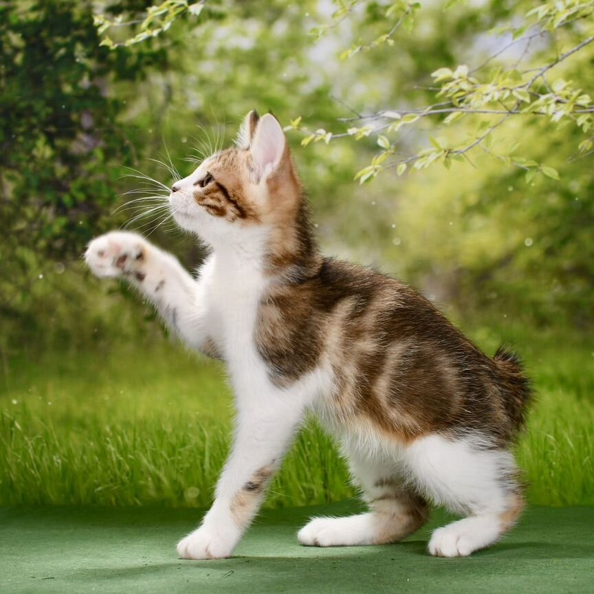 Золой мраморный котенок (котик)