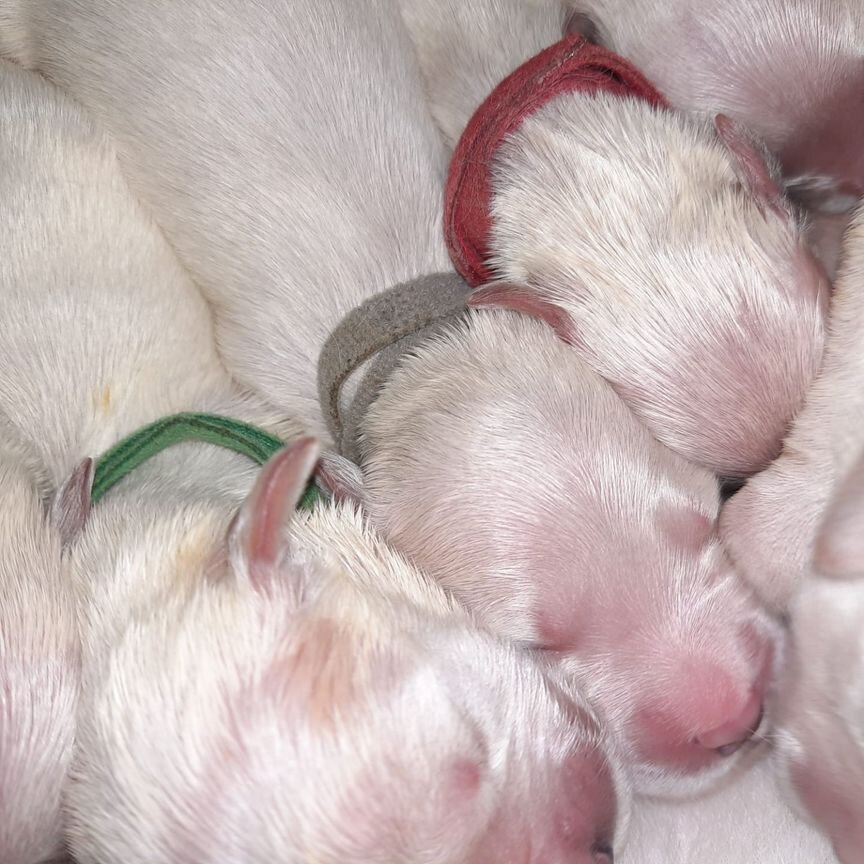 Золотистый ретривер