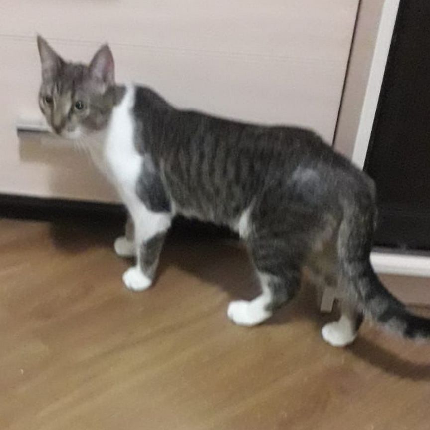 Взрослая кошка в добрые руки