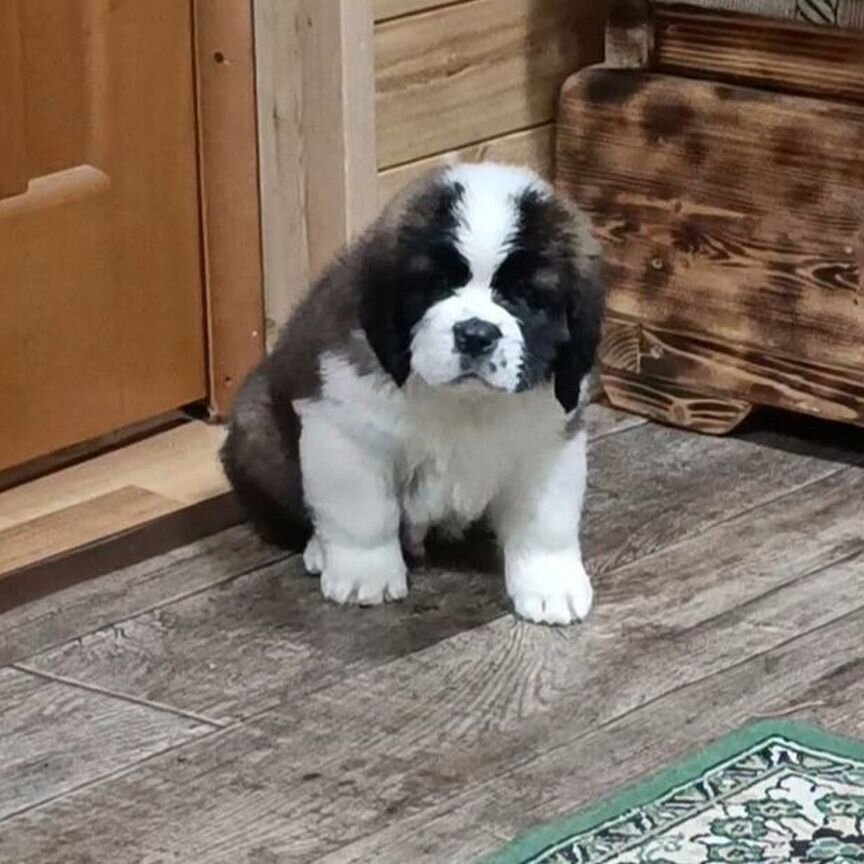 Щенок сенбернара