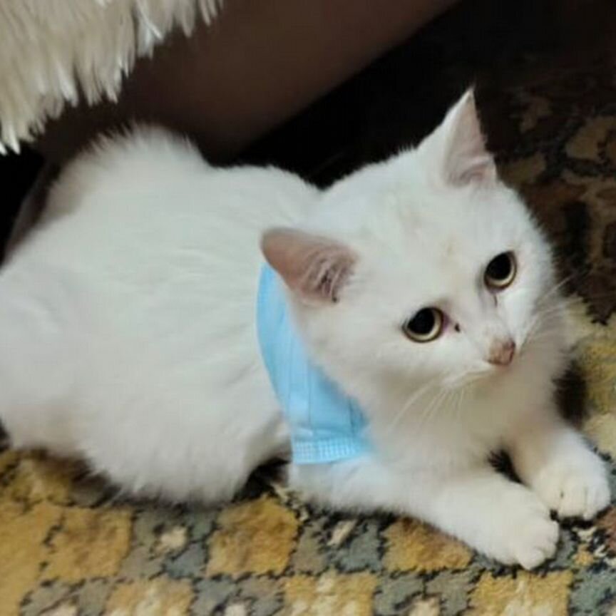 Беленький пушистик