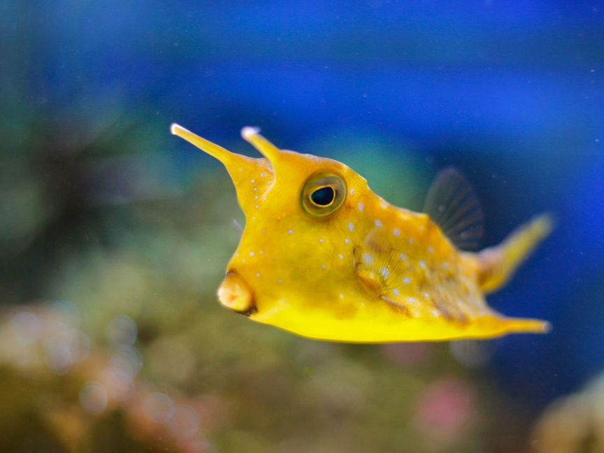 Рыбка Кузовок Длиннорогий желтый