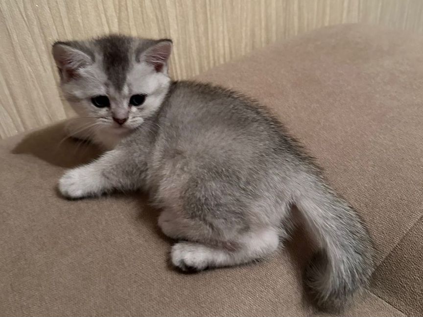 Шотландские котята (девочки)