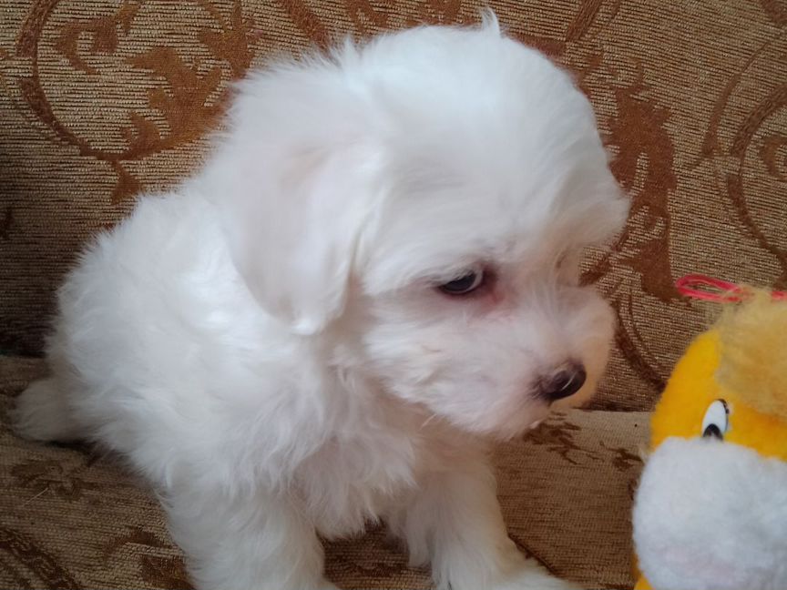 Болончик мальчик