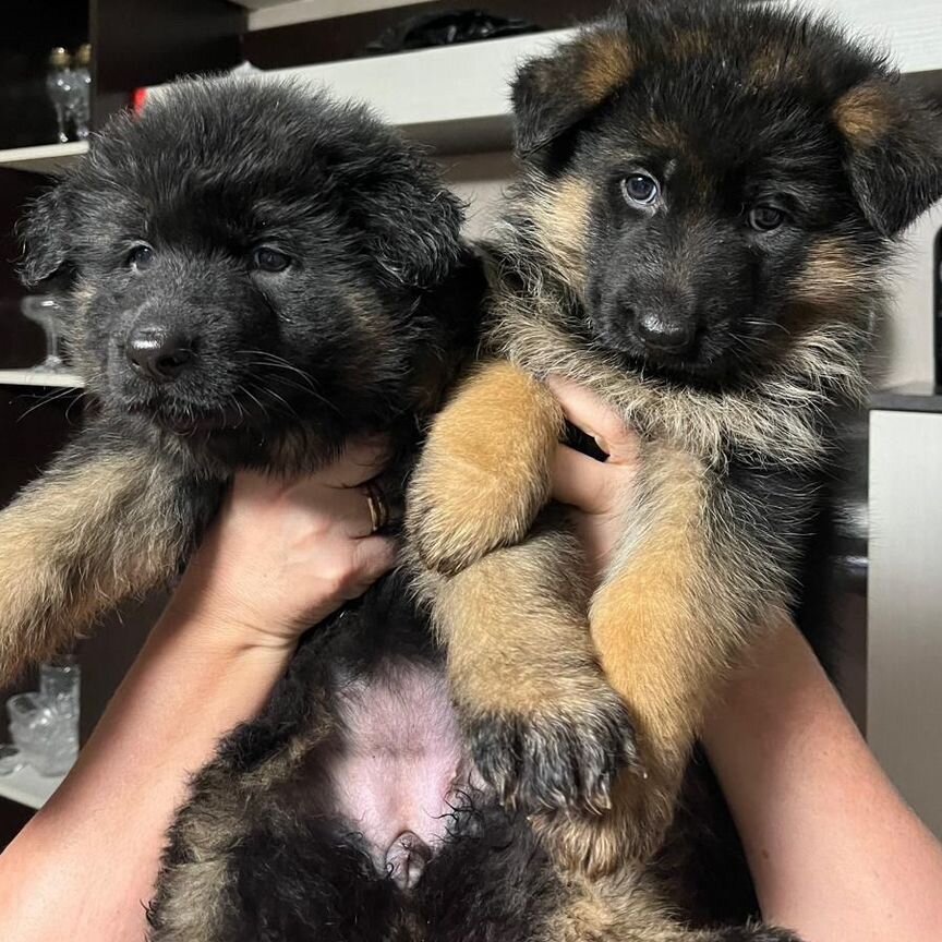 Немецкая овчарка щенок