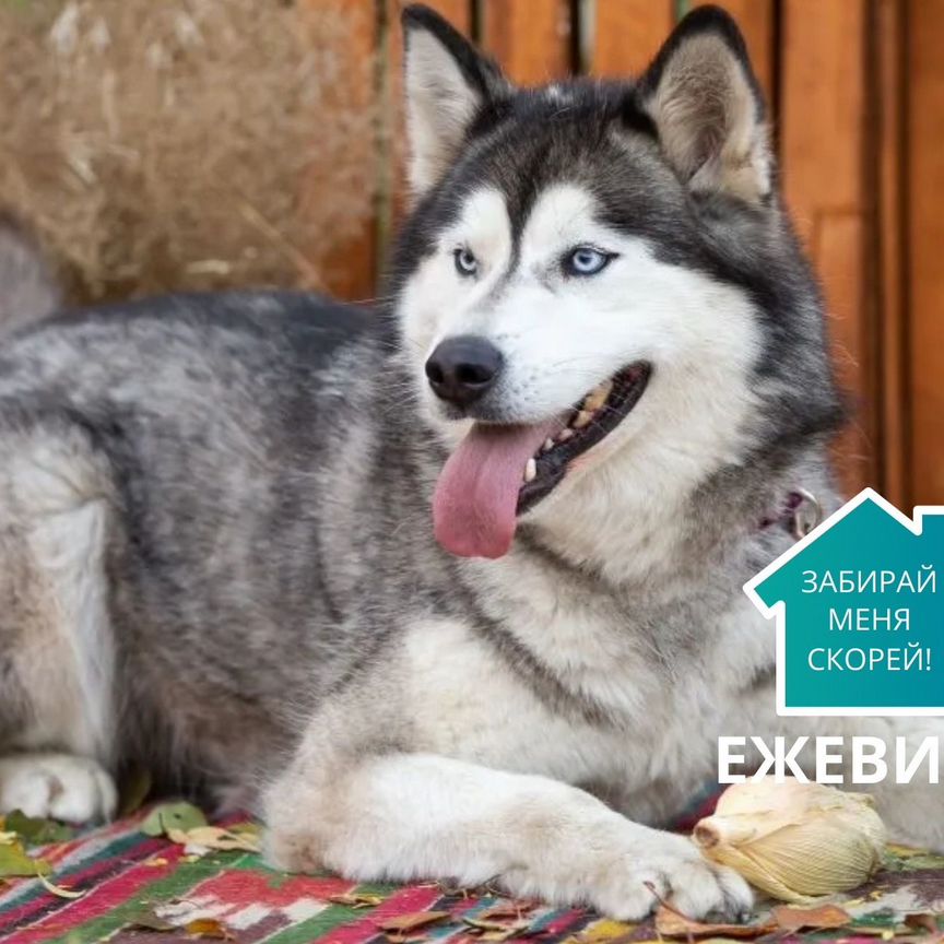 Взрослая собака из приюта