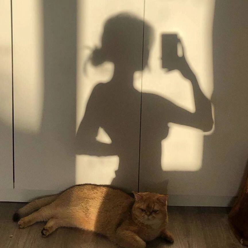 Отдам котика в дорые руки