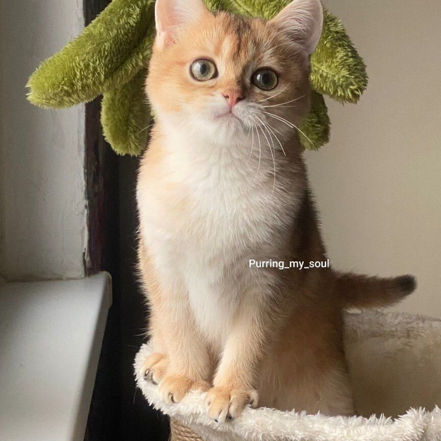 Британский короткошёрстный котёнок