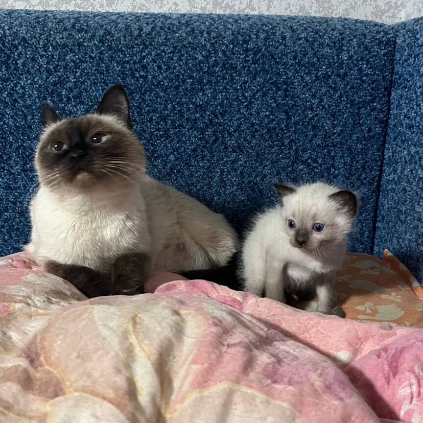Кошки сиамские