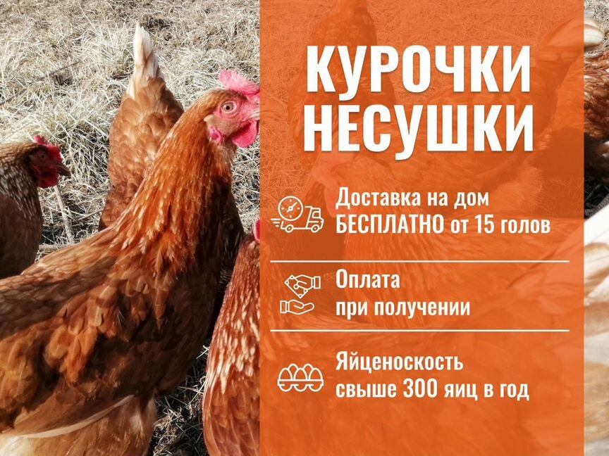 Курица несушка молодняк