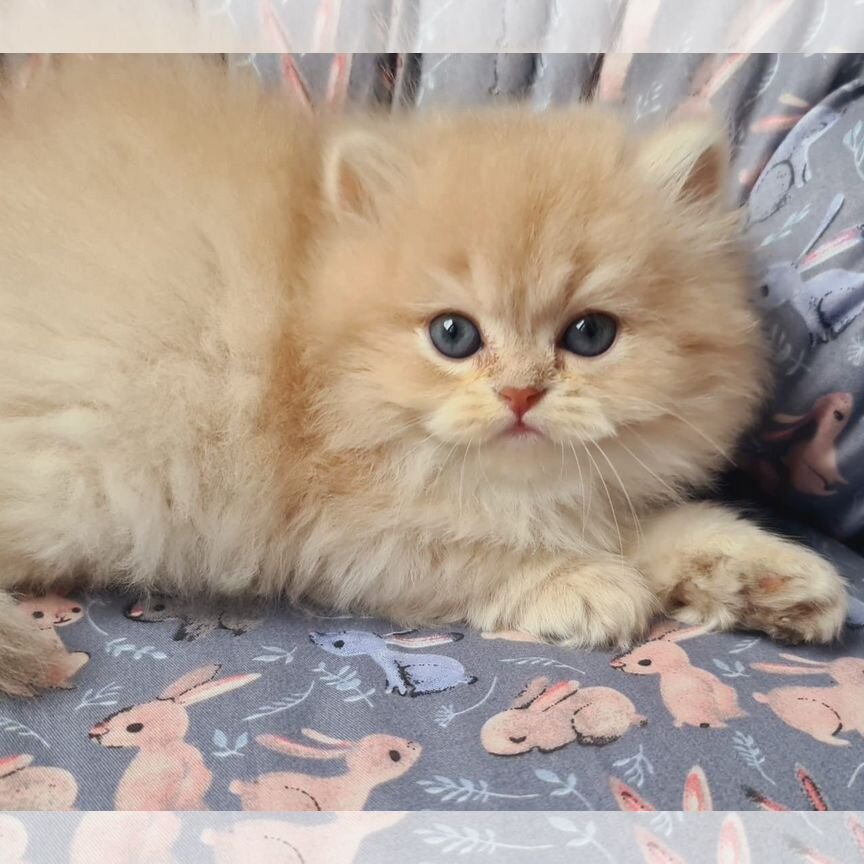 Котята британская золотая шиншилла