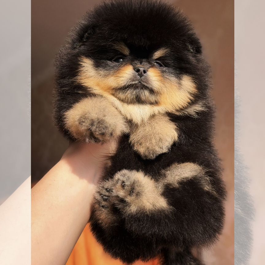 Померанский шпиц, щенок