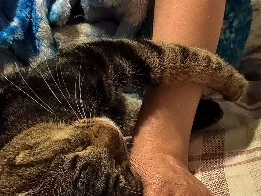 Котёнок Тимофей в добрые руки