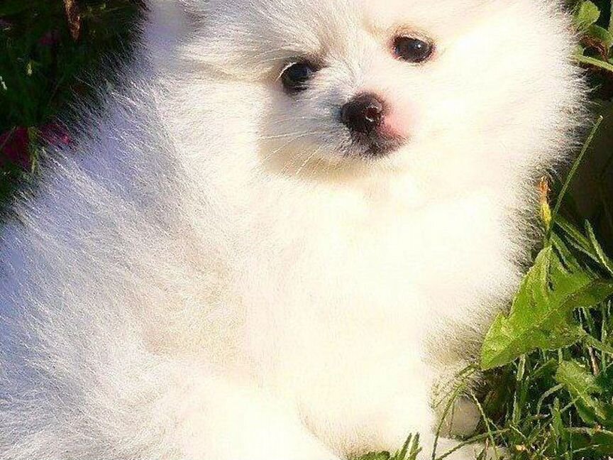 Померанский шпиц