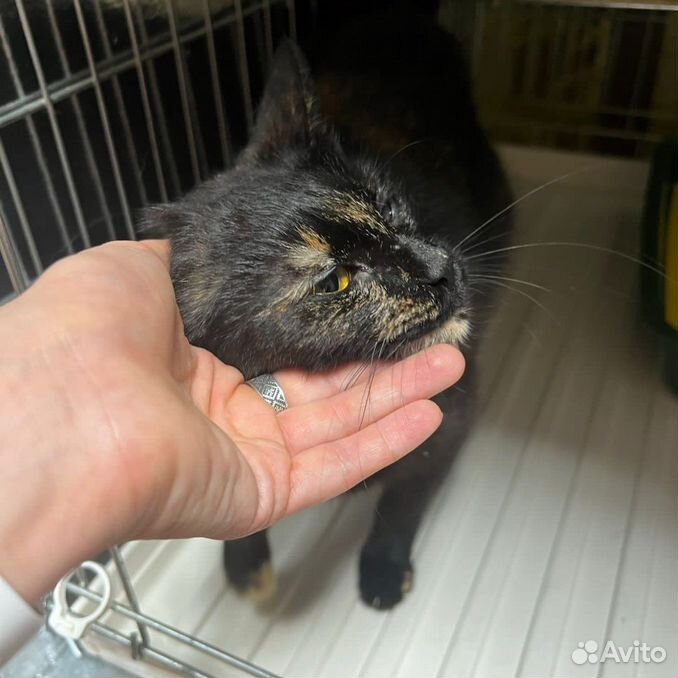 Ласковая кошка не жилец на улице возьмите в дар