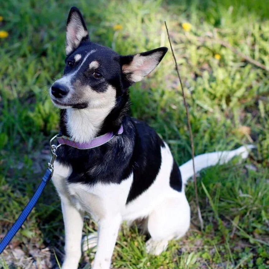 Радость в дом. Сири 6мес от некрупных родителей