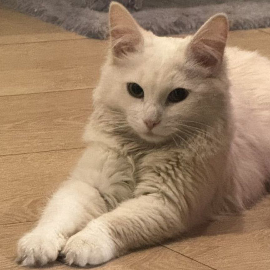 Мейн-кун котёнок
